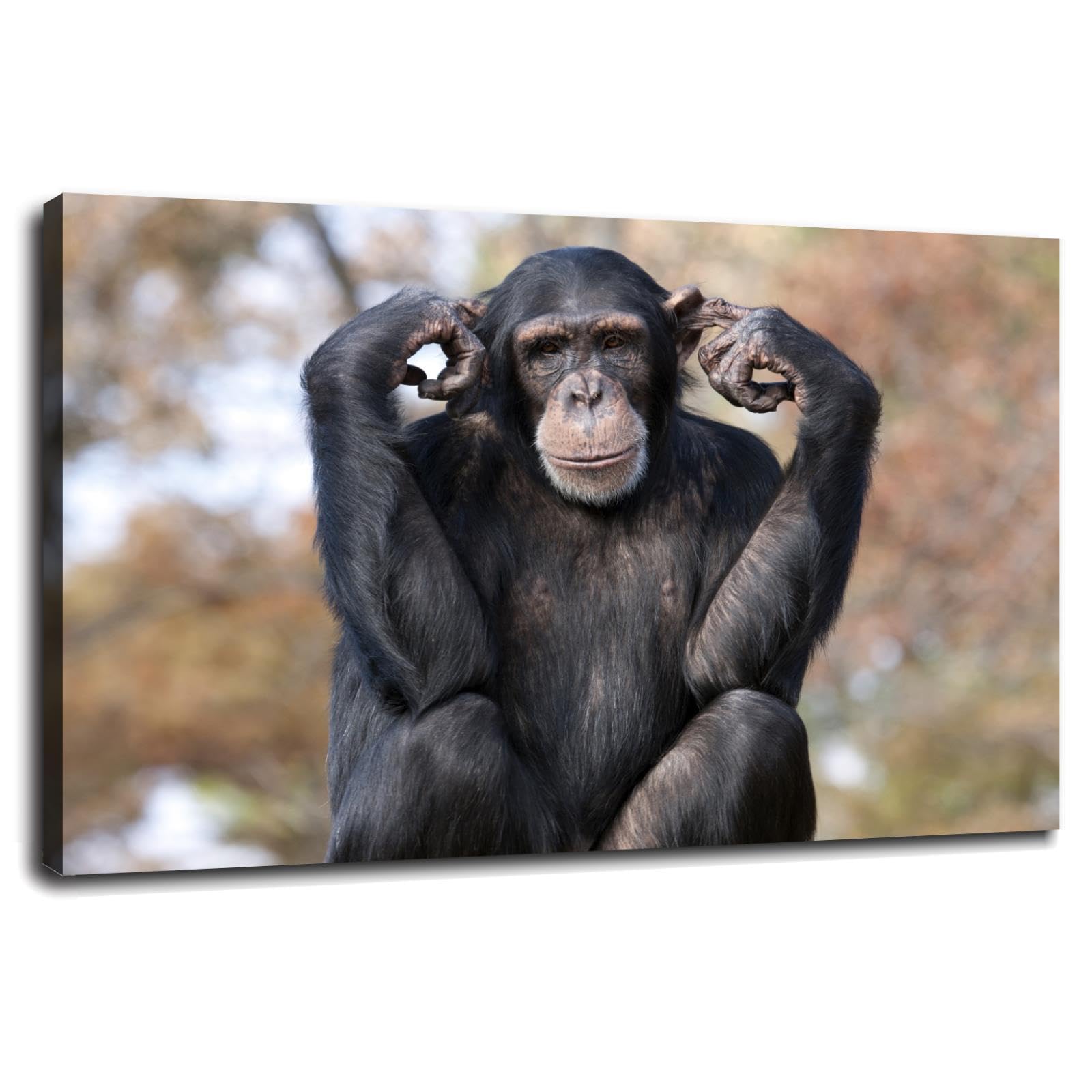 Thinking Chimpanzee