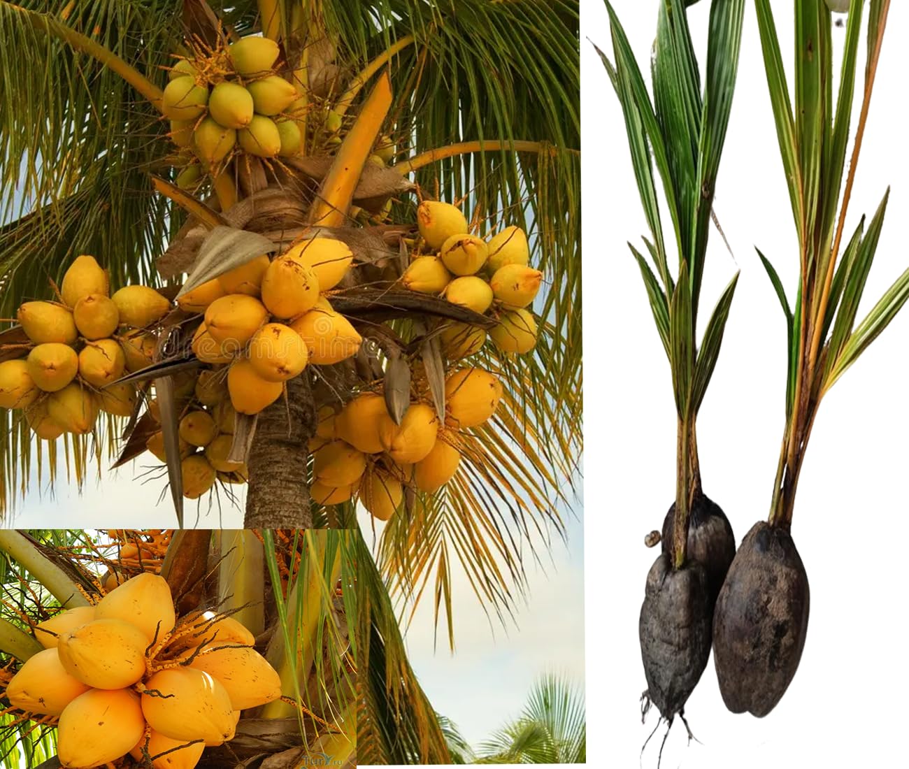 Eroanvia King Coconut Coconut Tree Plant Hybrid (Height 2-3 Feet) Pack ...