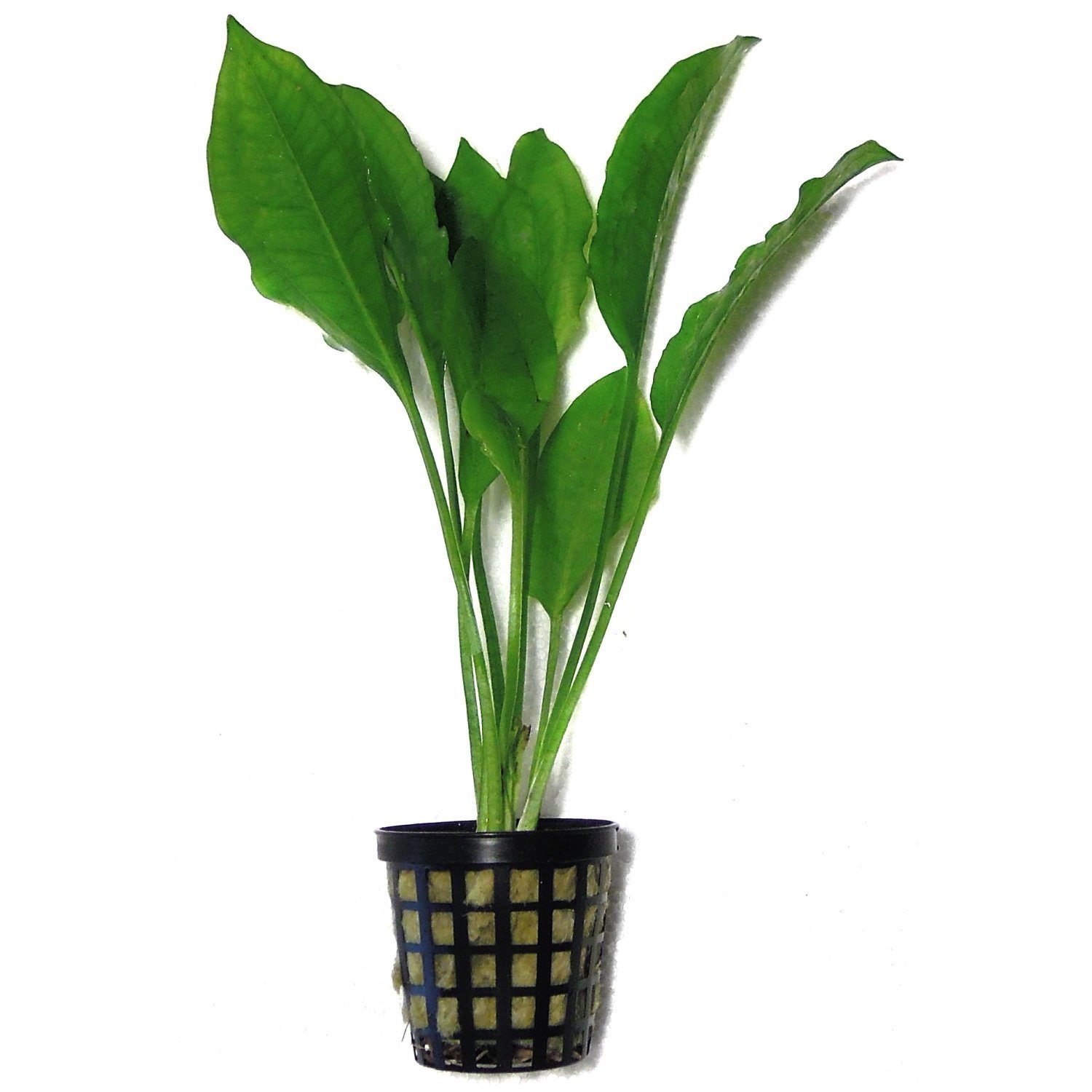 Amazon Aquatic Plants