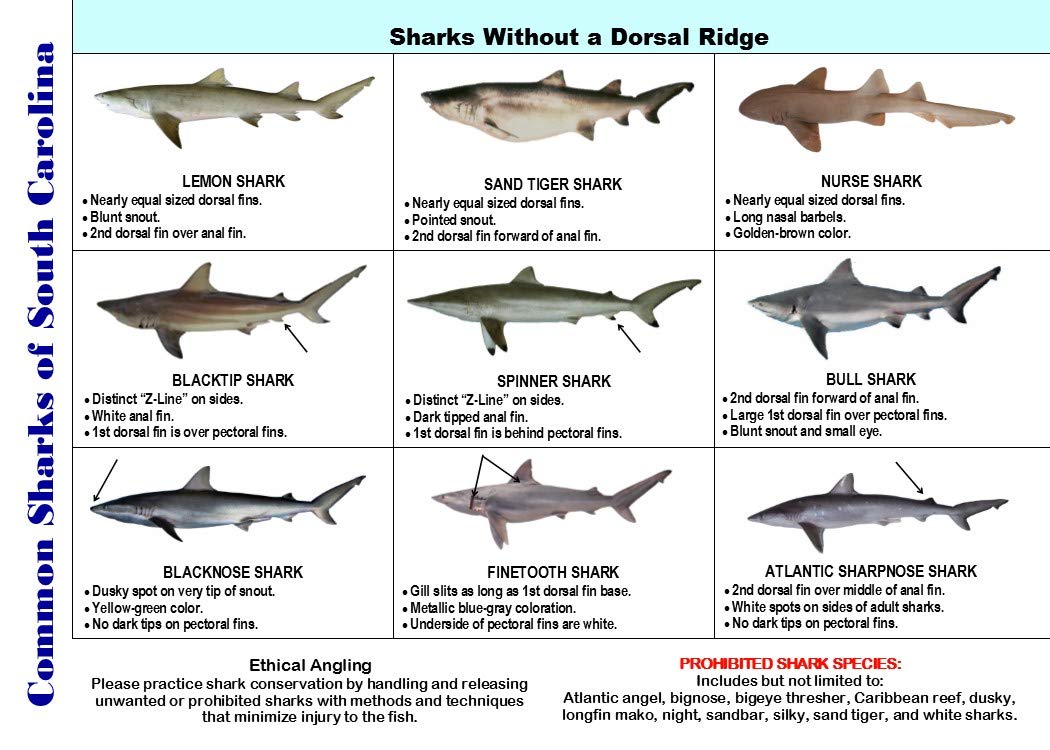 Buy South Carolina Saltwater Fish Identification Card Set - Three ...