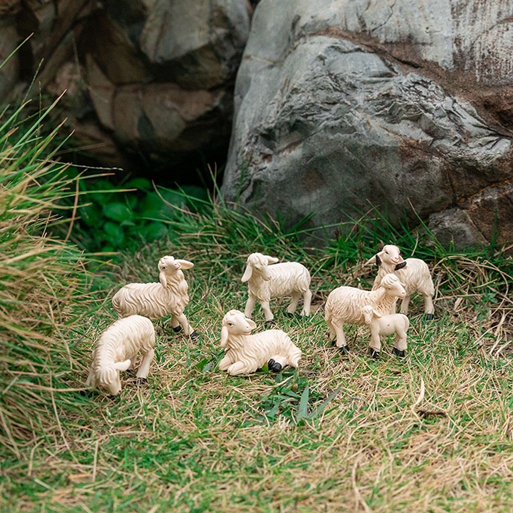 Miniature Sheep