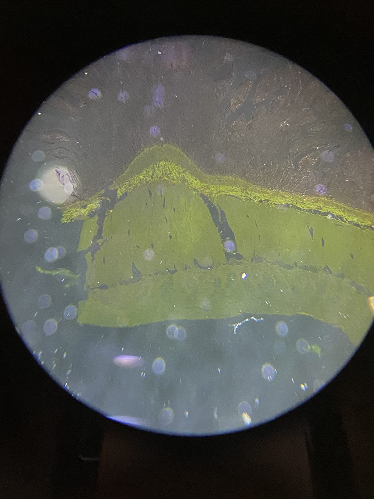 $16/mo - Finance Old Ted 40x - 1000x Kids Microscope. Complete ...