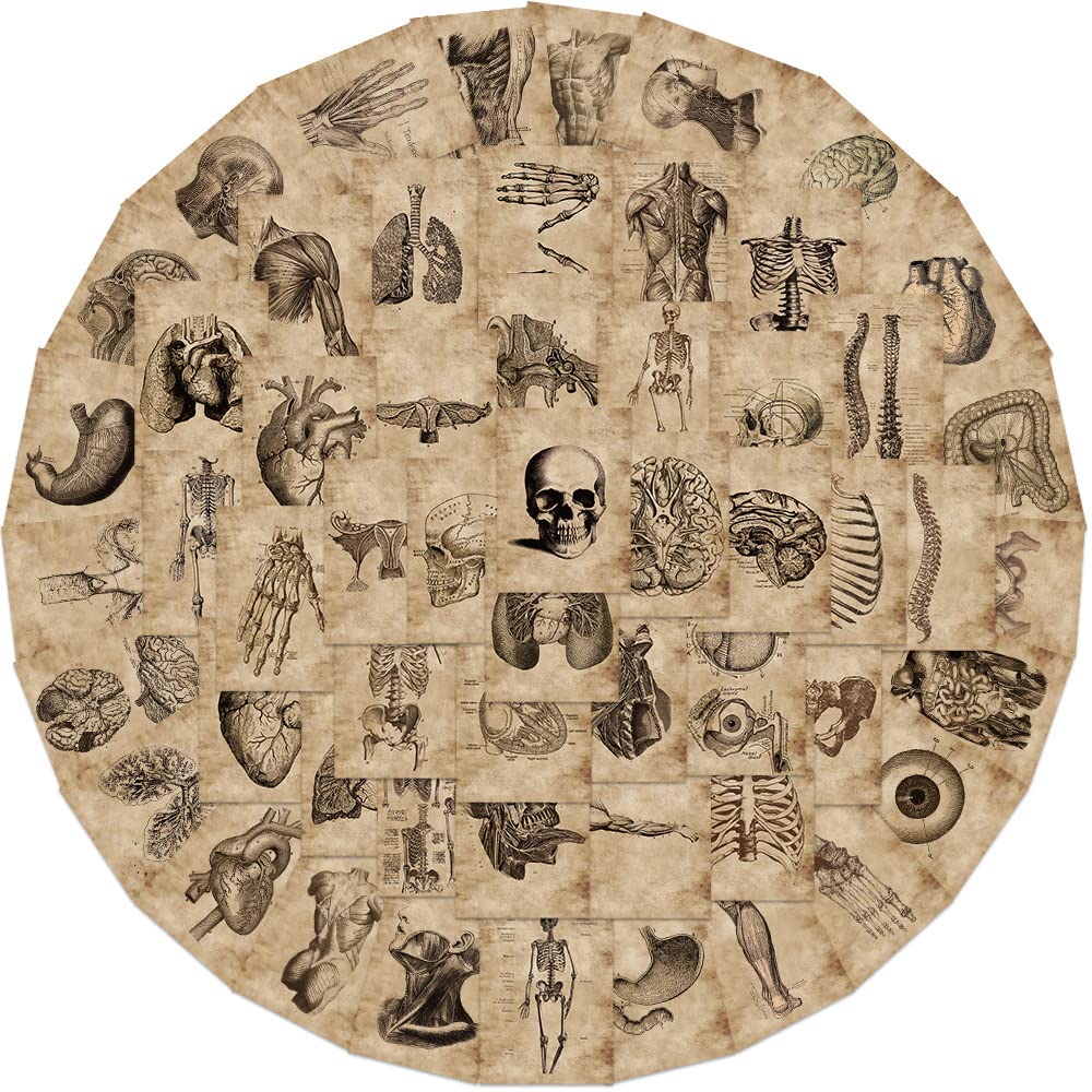 Amazon.com: Human Skeleton Diagram Sticker 50 Pcs Vinyl Waterproof ...