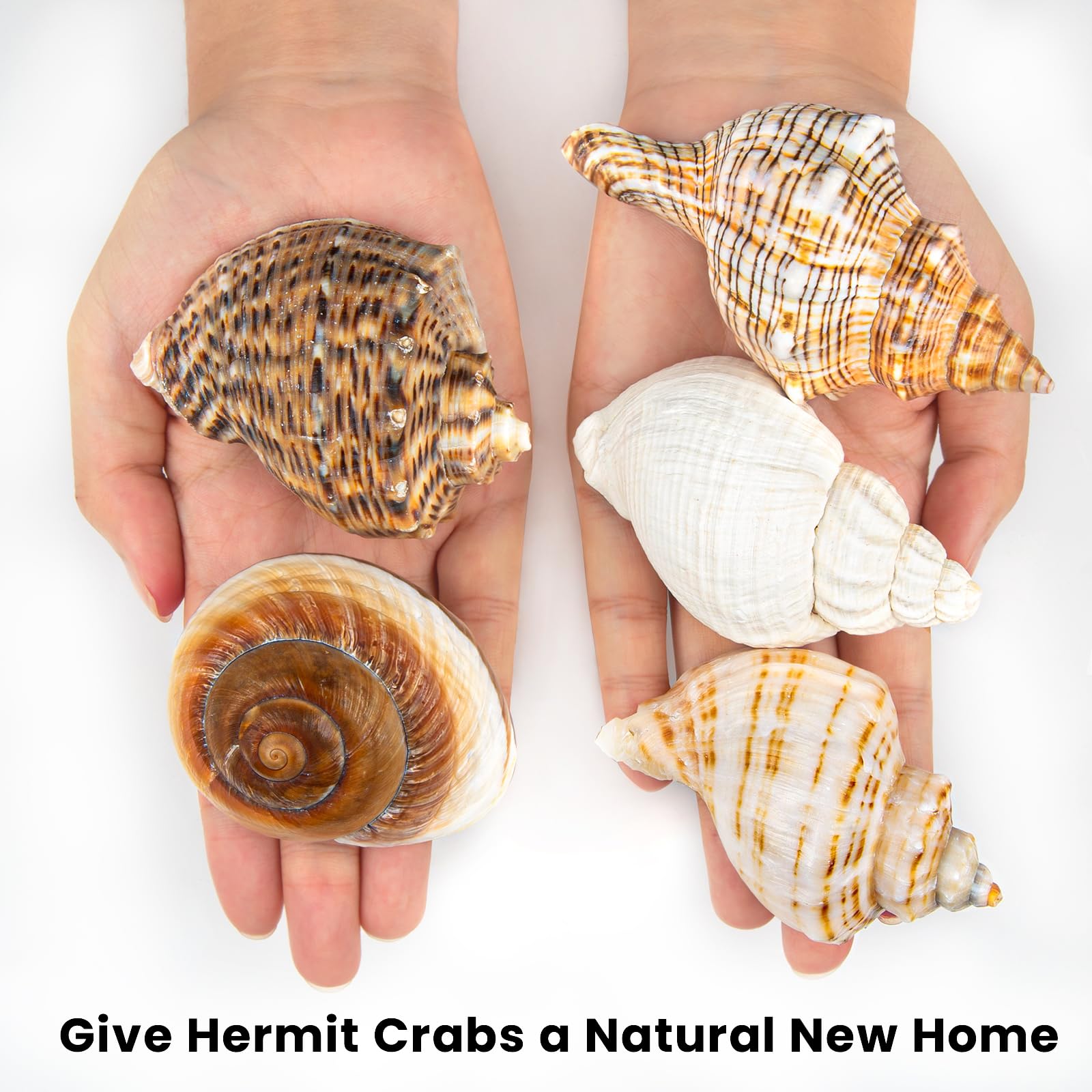 Large Seashells Seashells Expert Guide: What Are They, Where Do They