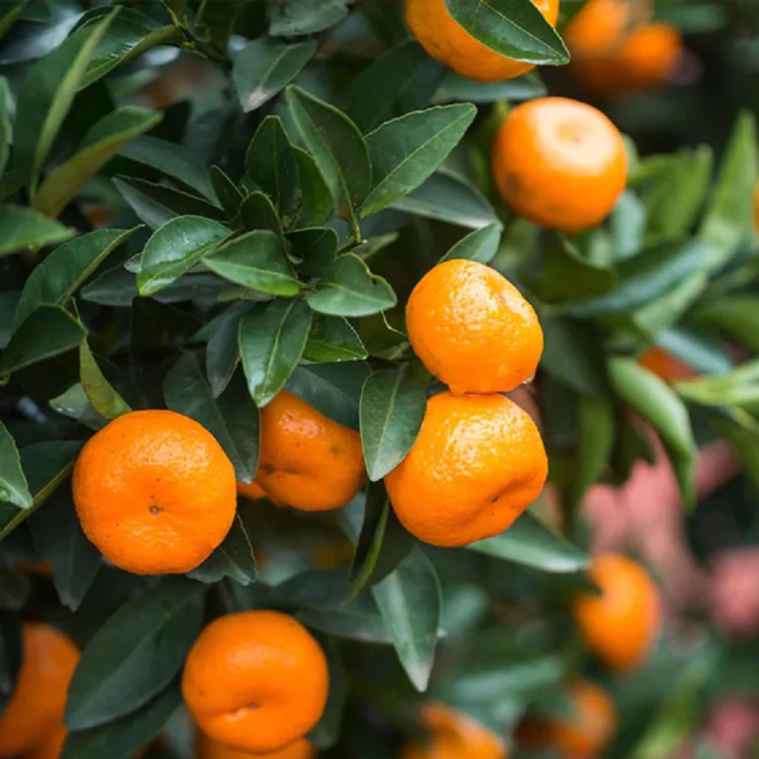 Hug A Plant | Bush Orange/Chinese Orange (Citrus sinensis) Fruit Live ...