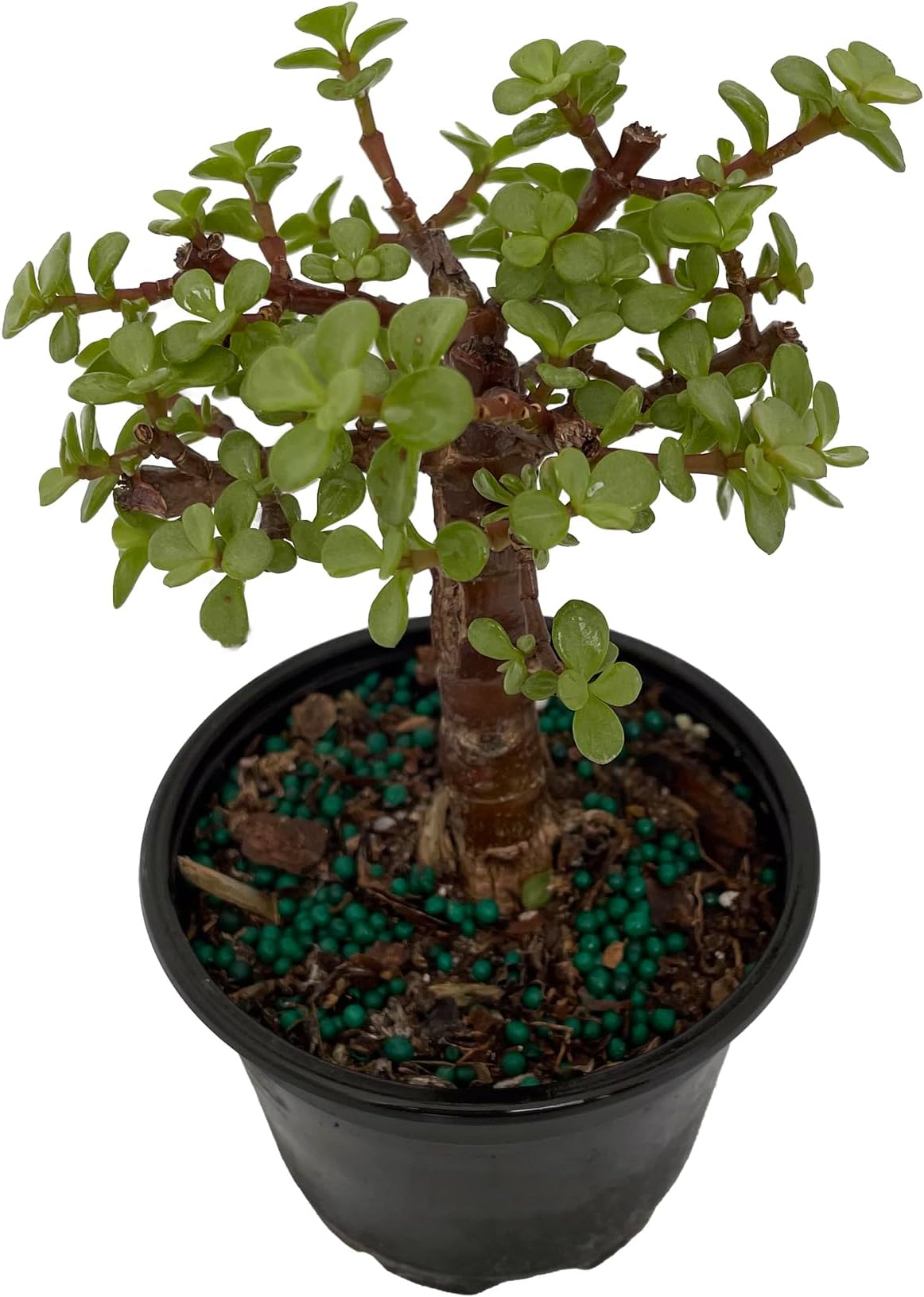 Amazon.com : Spekboom Miracle Plant - Creme & Green Mini Jade - Portulacaria afra VAR -4" Pot ...
