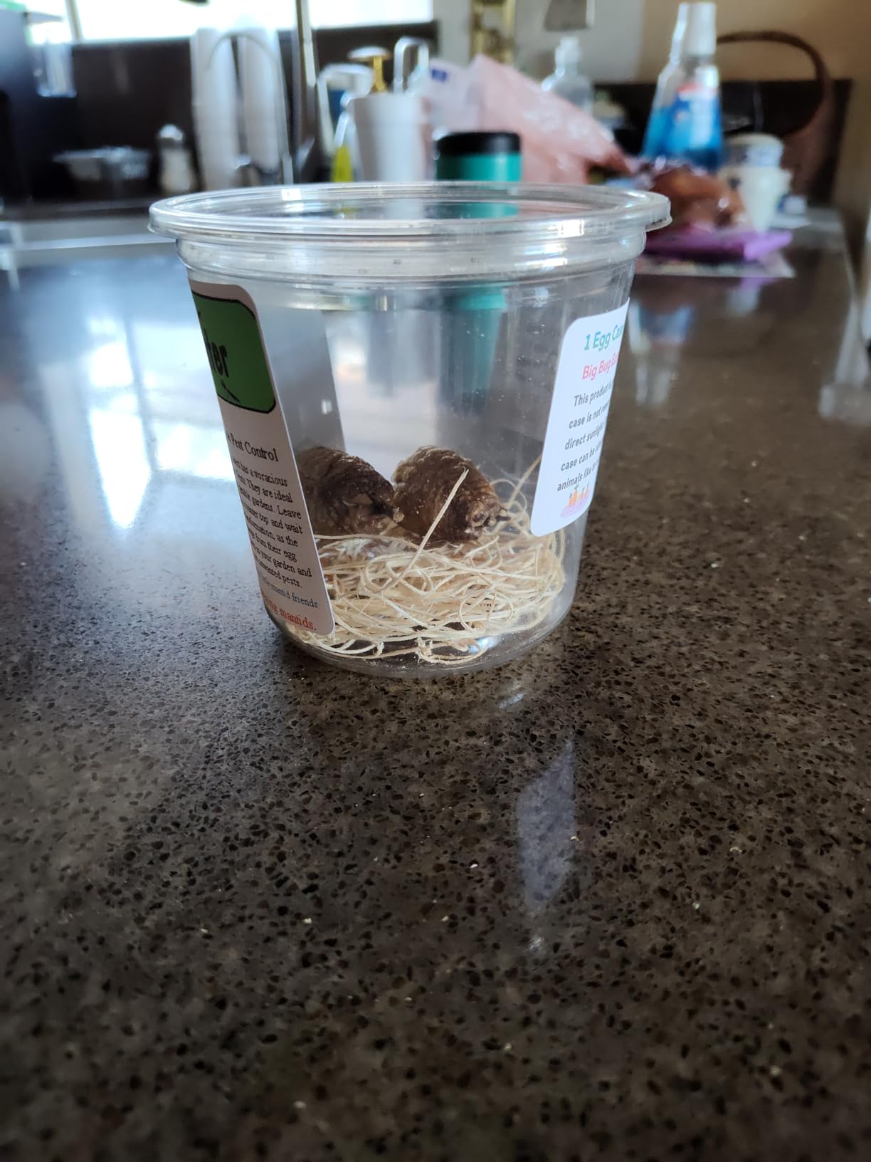 Amazon.com: 1 Fresh Large Chinese Ootheca Praying Mantis Egg Plus ...