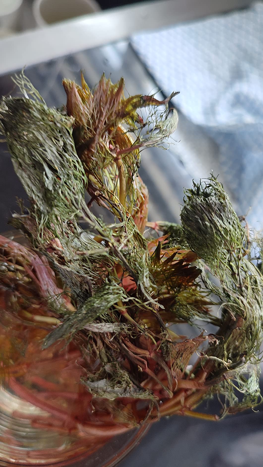 Red Cabomba (Cabomba Furcata) Aquarium Plant 10 Stem(AQA-PLT-CAB-RED ...