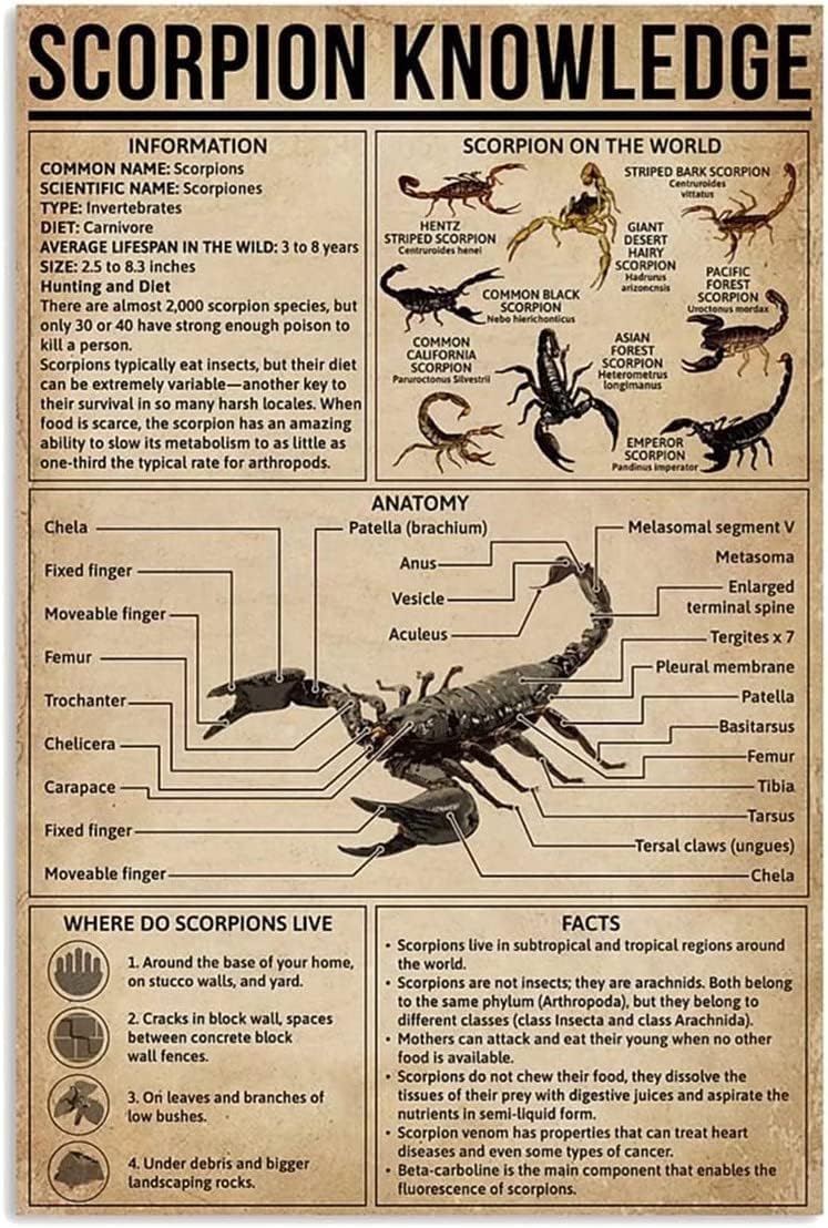 Amazon.com: Haosensix Scorpion Knowledge Metal Tin Sign Scorpion In The ...