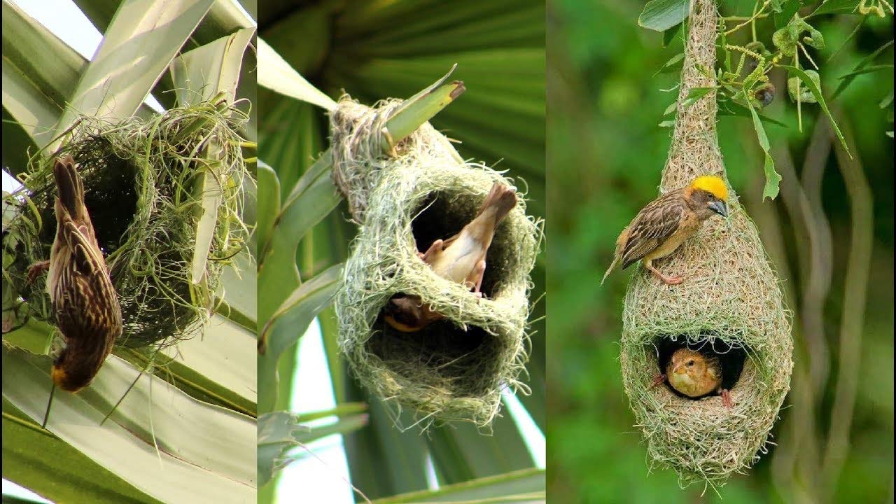 Kuruvi Bird Nest