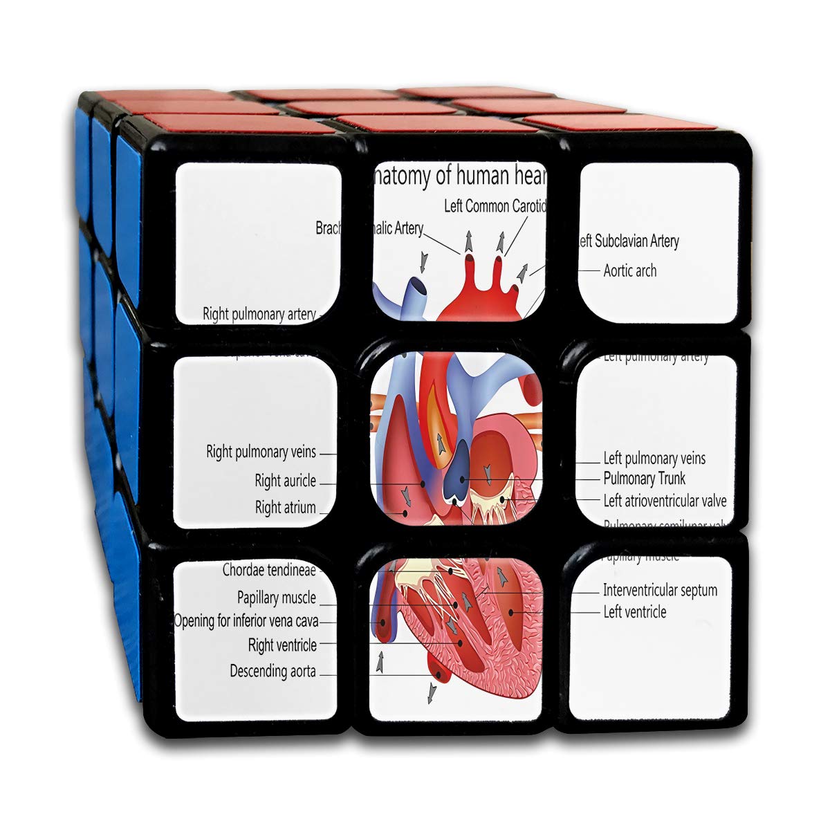 Rubiks Cube By Daiyu Educational Medical Structure Of The Hearts ...