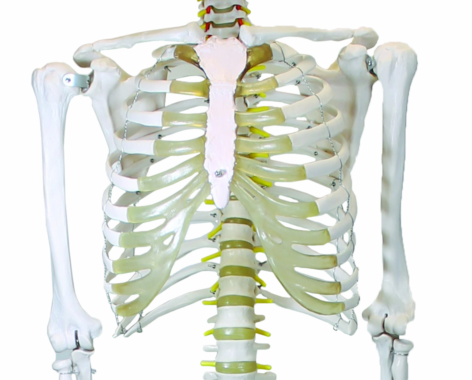 Buy PHYSIQUE Life Size Human Skeleton Model - Human Body Skeleton ...