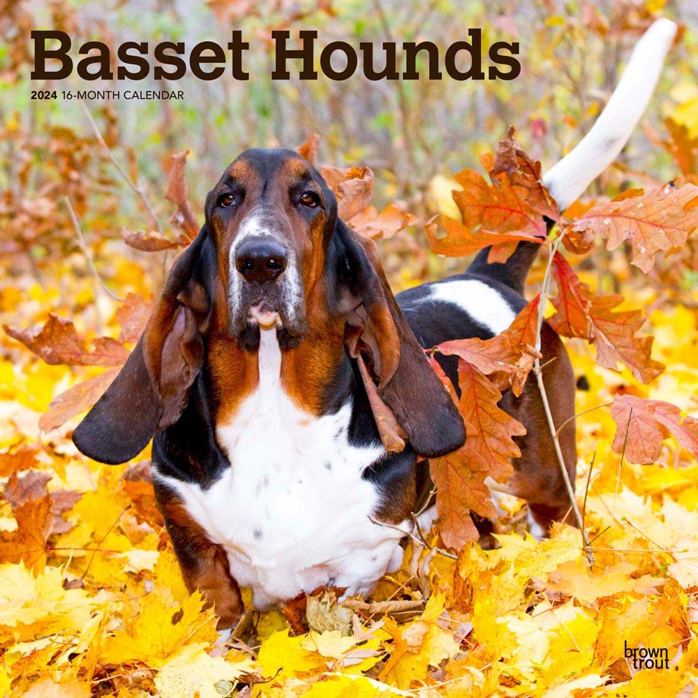 Basset Hounds | 2024 12 x 24 Inch Monthly Square Wall Calendar ...