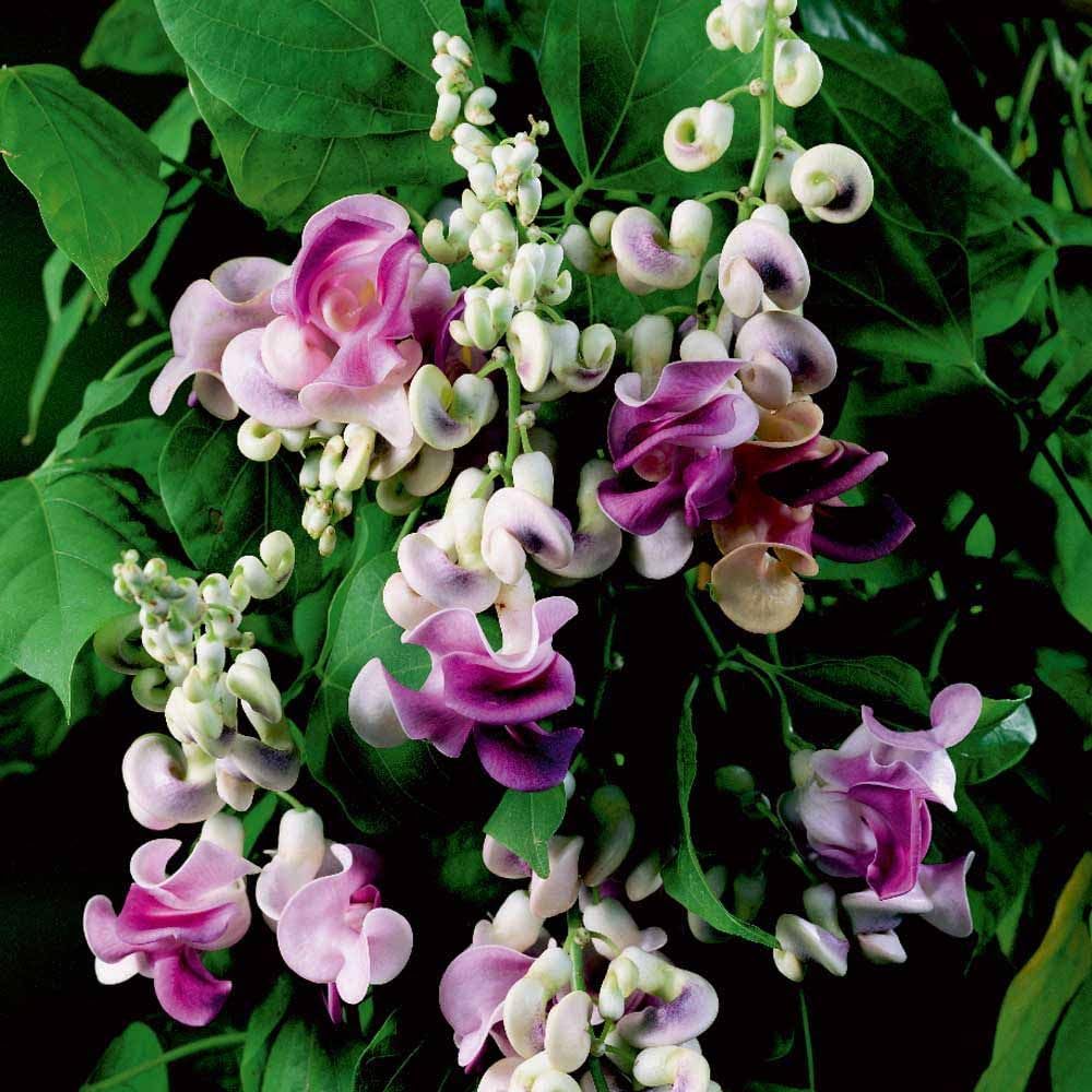 Corkscrew Plant Flower
