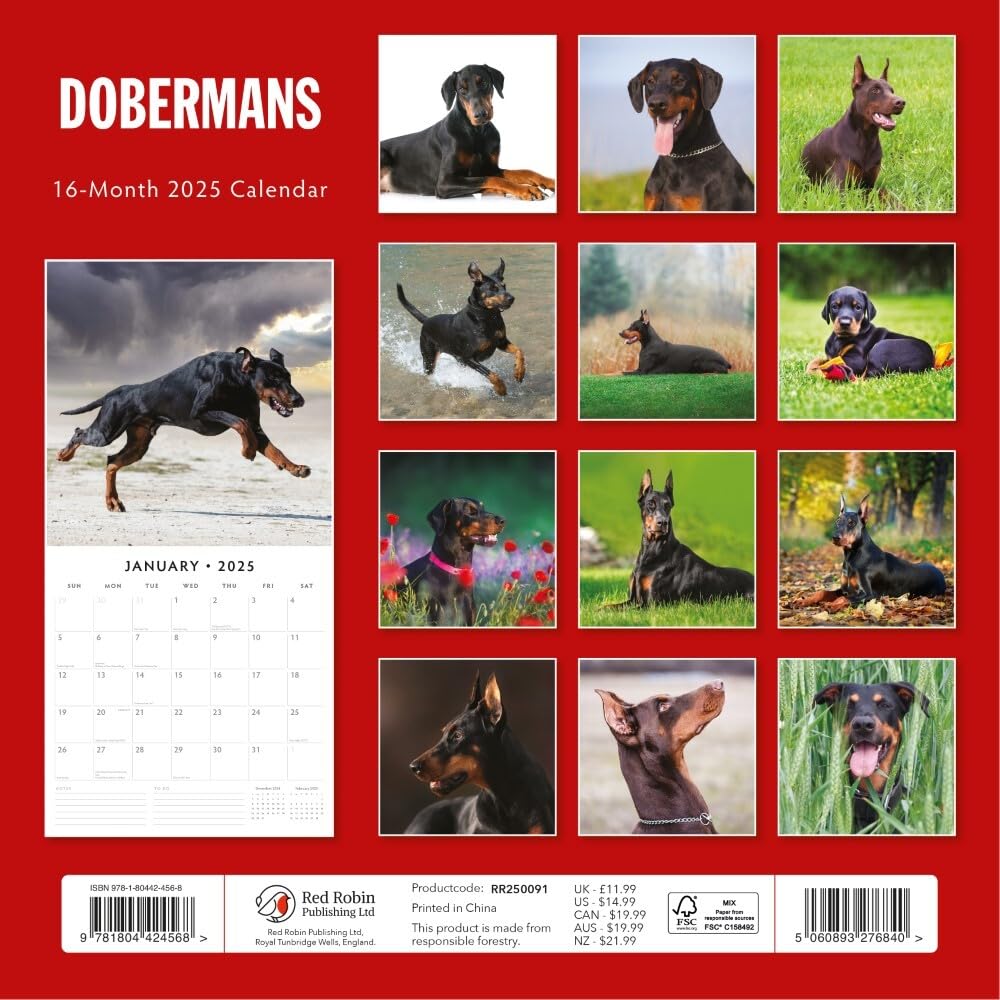 Dobermans – 2025 Square Wall Calendar – by Red Robin Publishing – BigaMart
