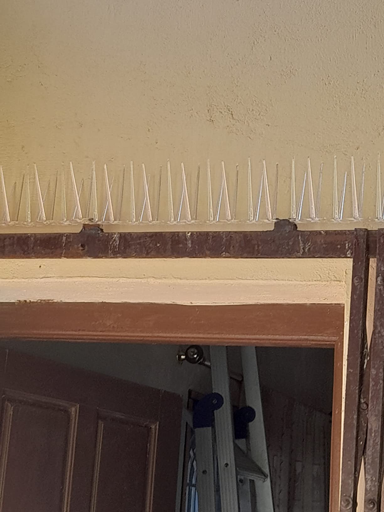 SPIKEZONE - Bird Spikes for Bird & Pigeon, Polycarbonate Bird/Pigeon ...