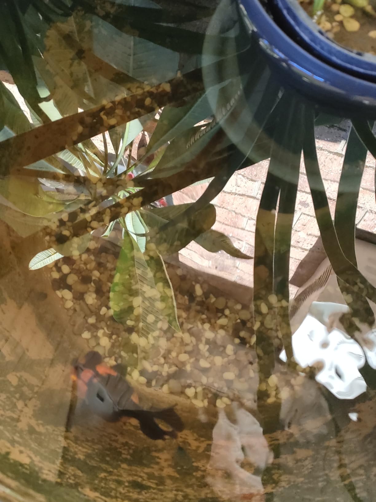 Fluval Biological Cleaner for Aquarium 250ml : Amazon.com.au: Pet Supplies