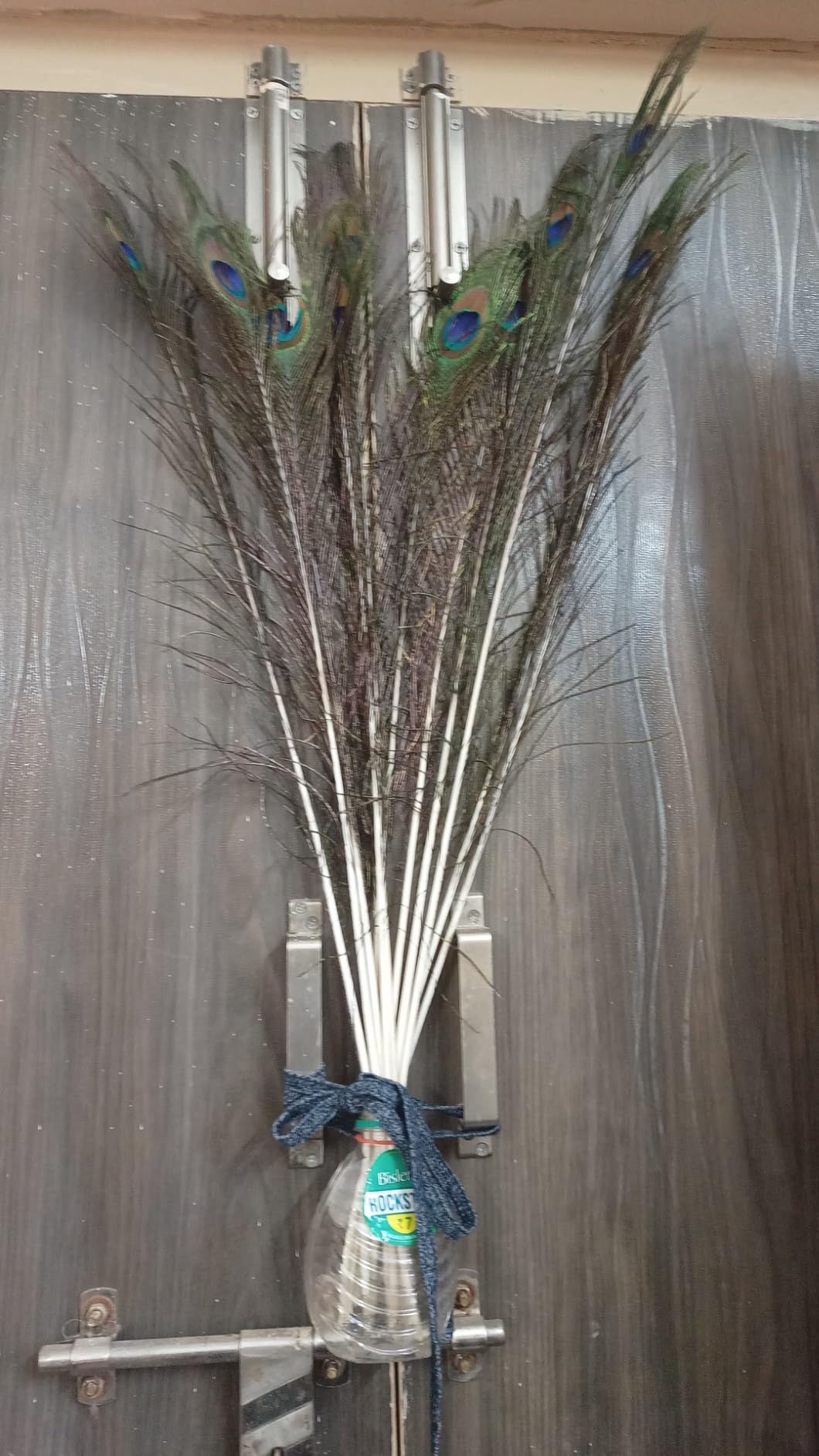 Red Crush Mor Pankh Real Peacock Feather Original Tails Décor Big and ...