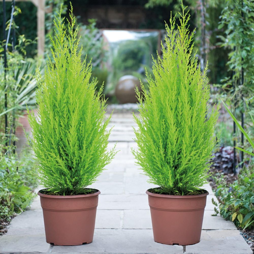 6 Pack Dwarf Conifer, Lemon Scent, Cupressus Macrocarpa, Cypress Wilma ...