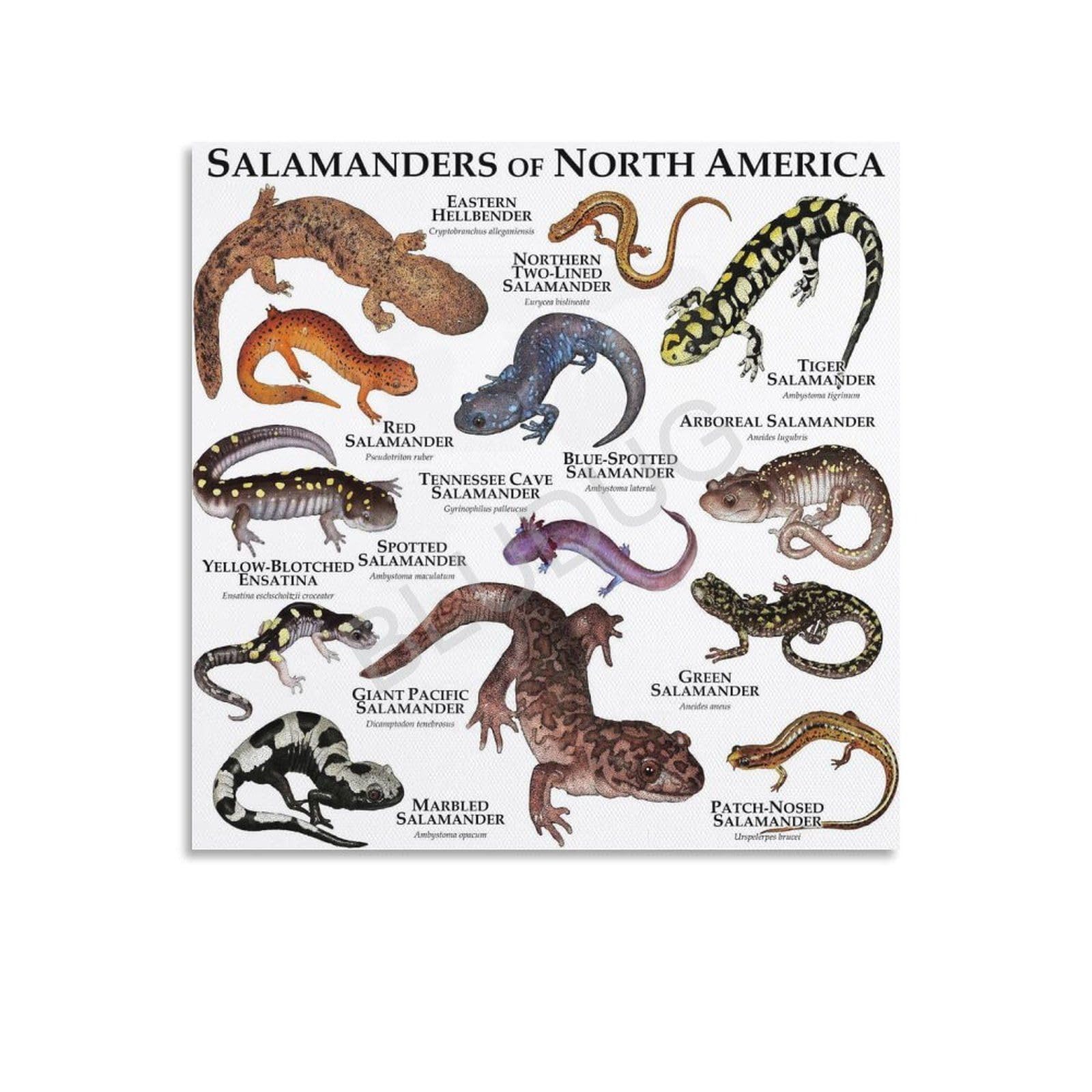 Hellbender Salamander Art