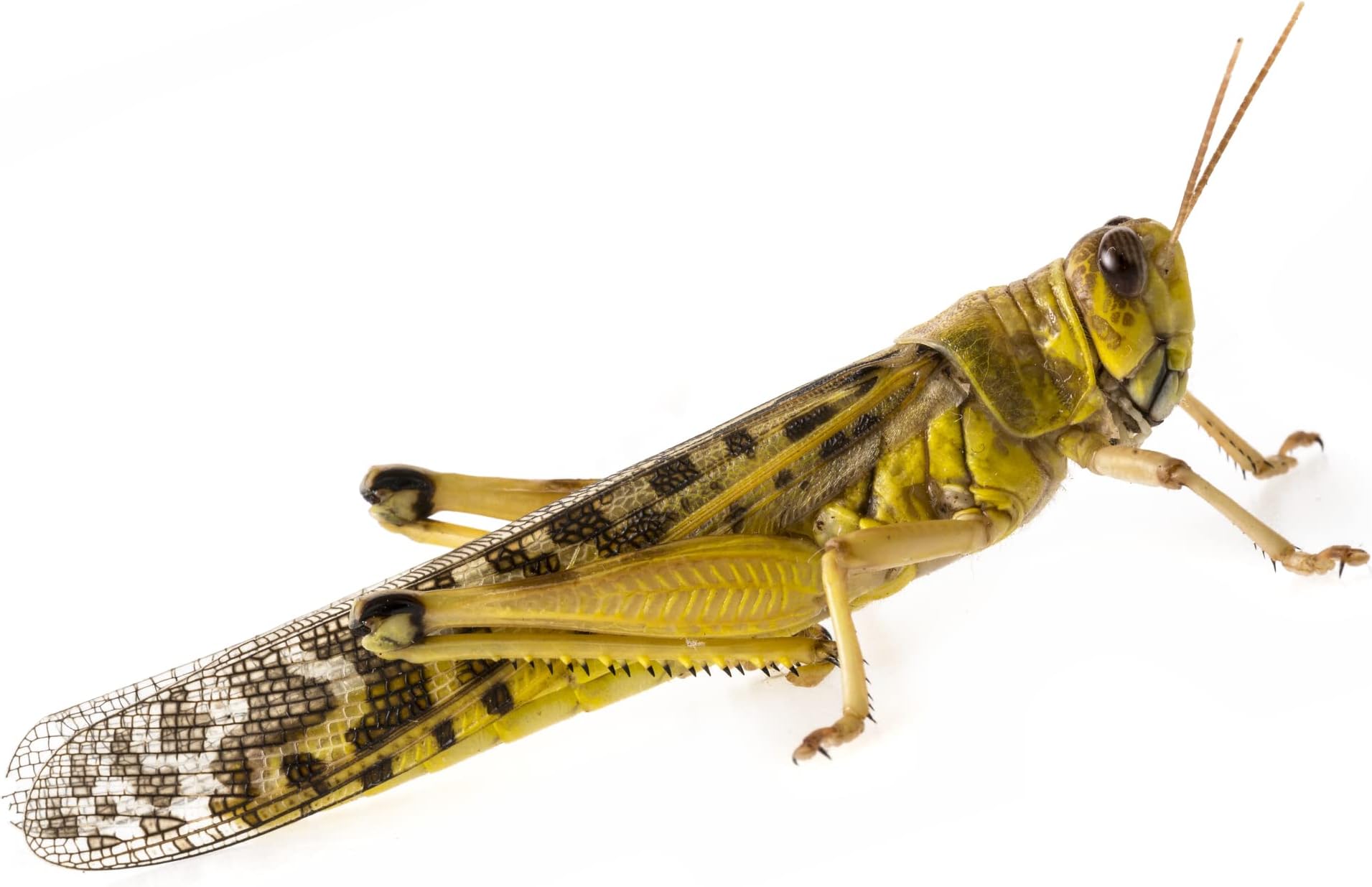 Livefoods4u Medium Locust Live Food (12-20mm) - Perfect for Reptiles ...