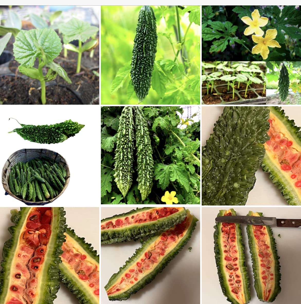 Types Of Bitter Greens