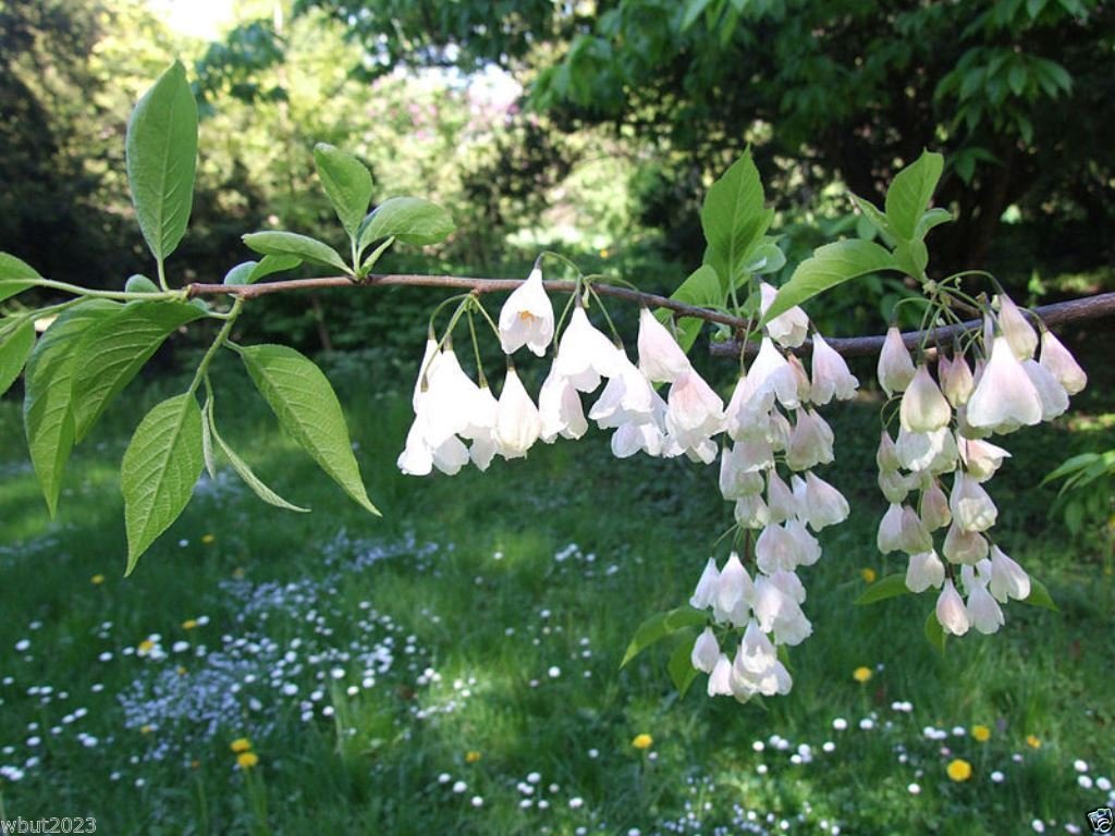 Carolina Silverbell En Las Flores Halesia Carolina, Carolina