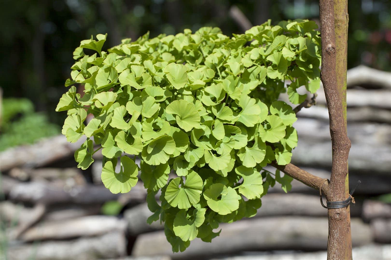 Mariken Miniature Ginkgo Ginkgo Biloba Mariken