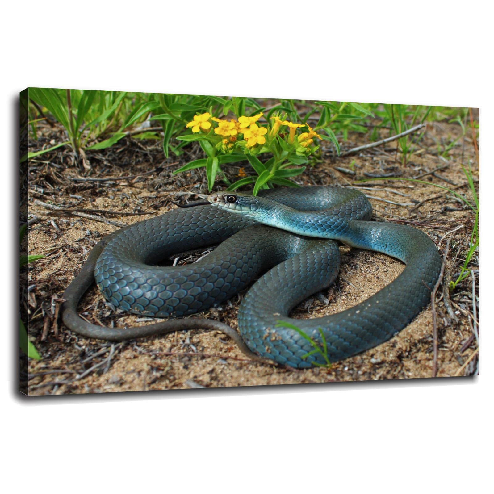 Blue Racer Snake