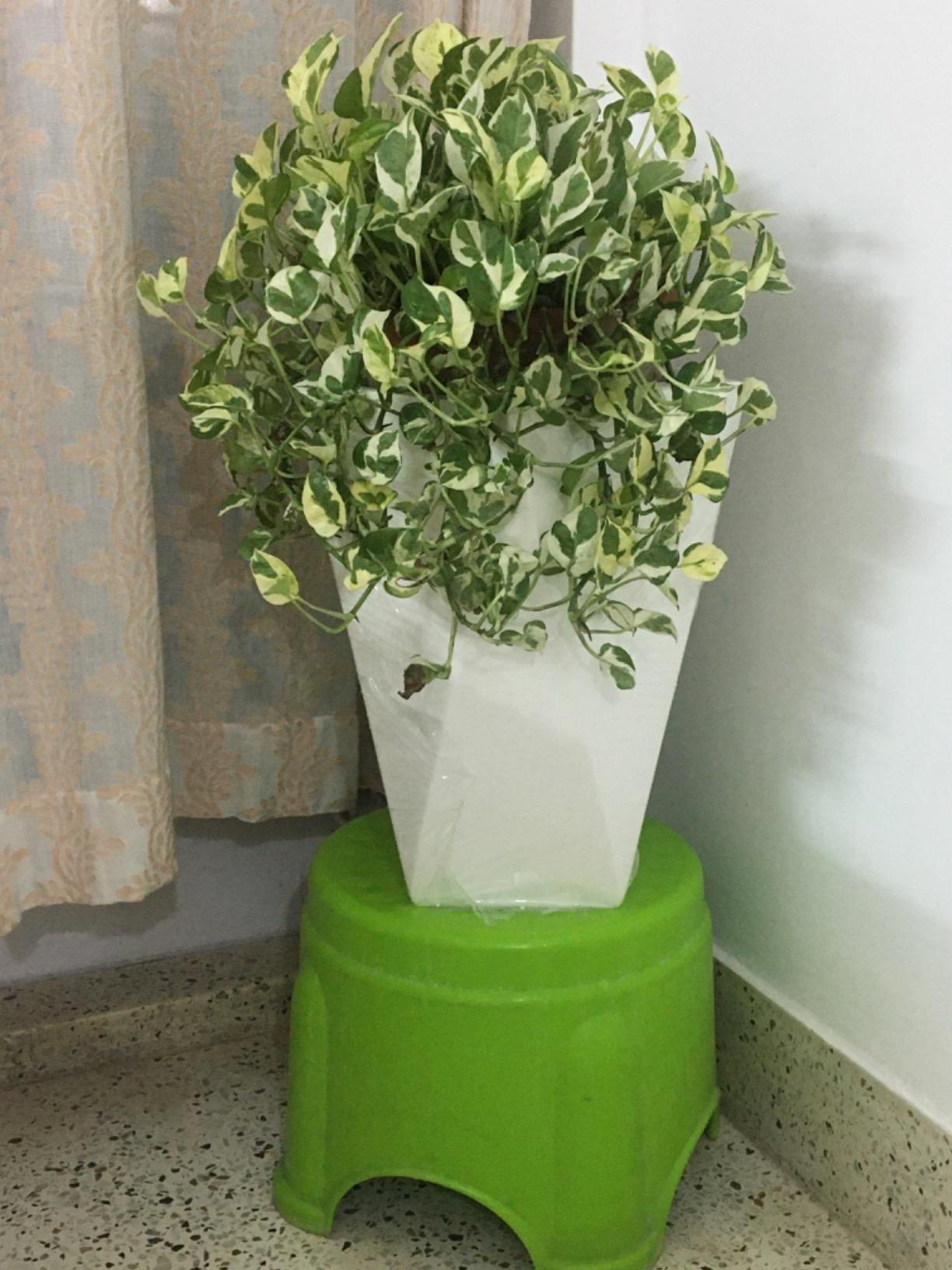 YUCCABE ITALIA Cream White 18 Inches Diamond Square Planter : Amazon.in ...