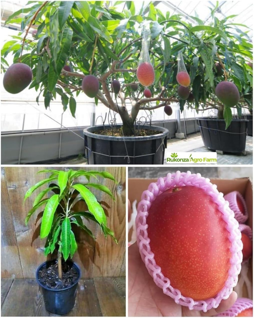 Rukonza Miyazaki Mango Tree Original Grafted Japanese Sweet Red ...