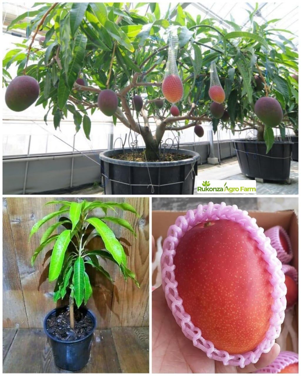Rukonza Miyazaki Mango Tree Original Grafted Japanese Sweet Red ...