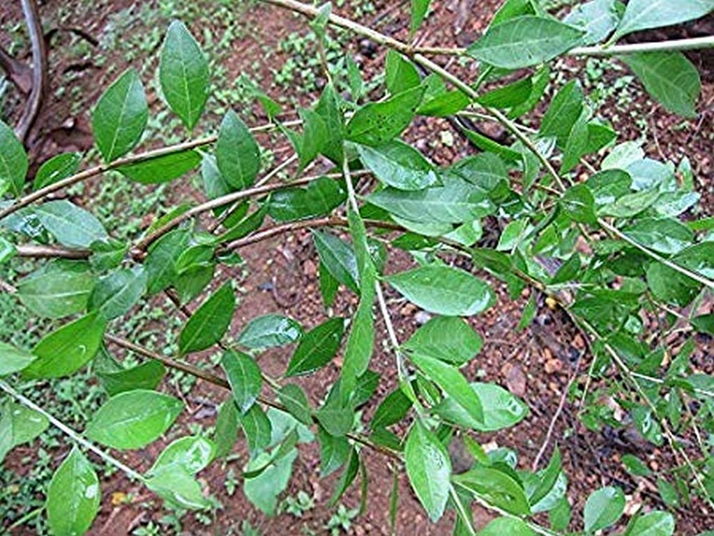 Buy Creative Farmer Henna Tree (Lawsonia Inermis) Mailanchi/Mehadni ...