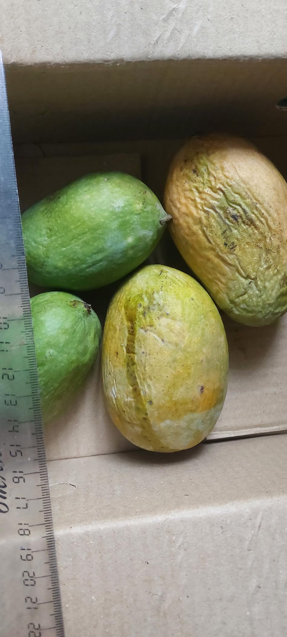 Pluckk Fresh Mango Langda, 4 Pcs, Perfectly Ripe, Smooth and ...