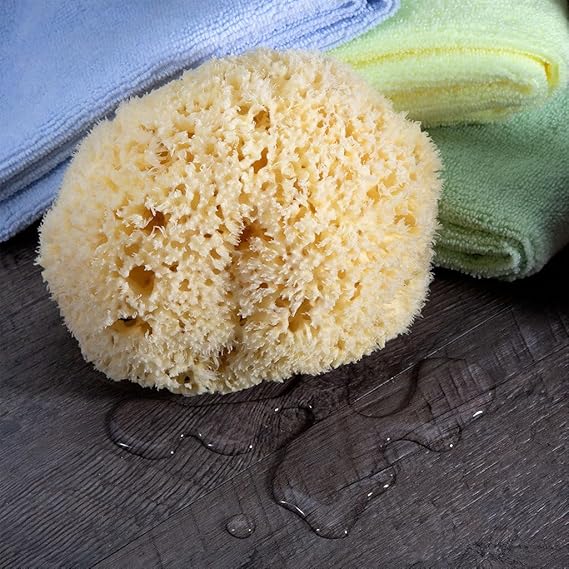 Amazon.com: Neptune Natural Sea Wool Sponge - All Natural Honeycomb ...