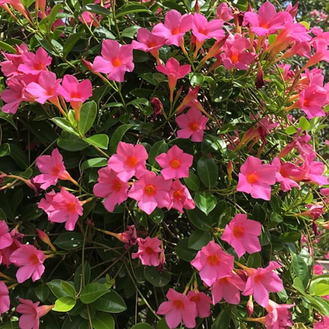 Amazon.com : Pink Mandevilla Plants Live, 2 Plant, Mandevilla Vine ...