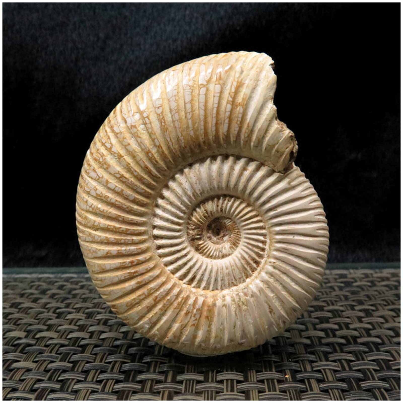 Ammonite Fossil Spiral Edges Large Ammonite Fossil | Fossils, Minerals