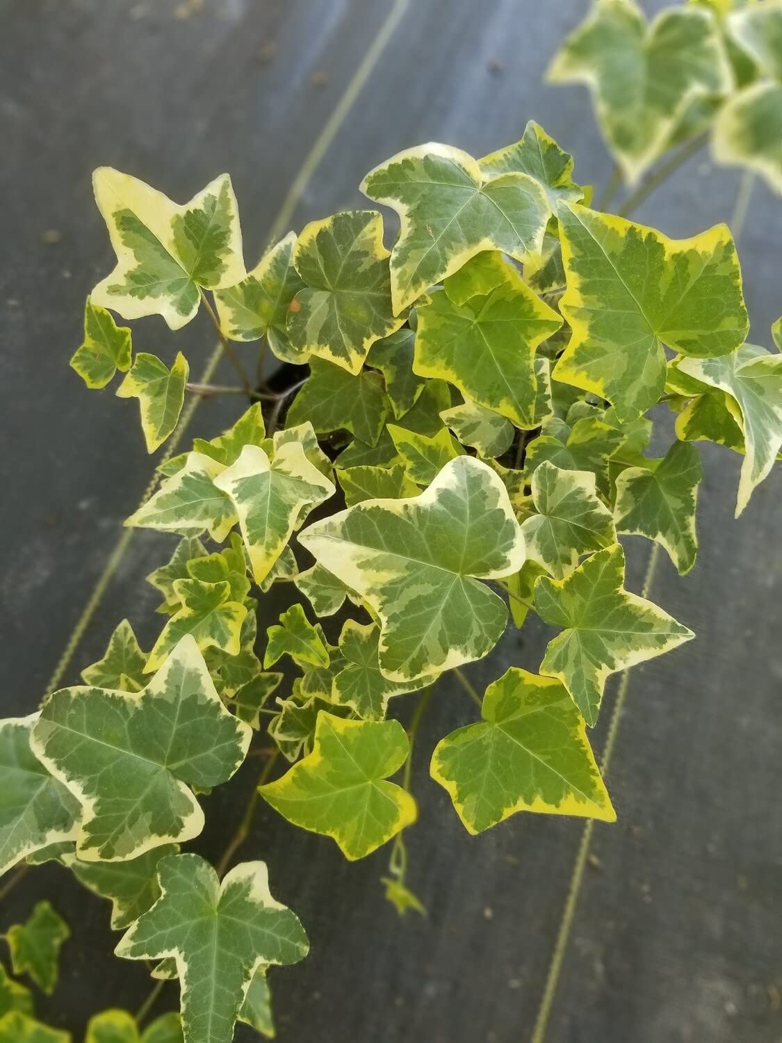 Evergreen Trailing Plants 3 X Hedera Trailing Ivy | Variegated Trailing ...