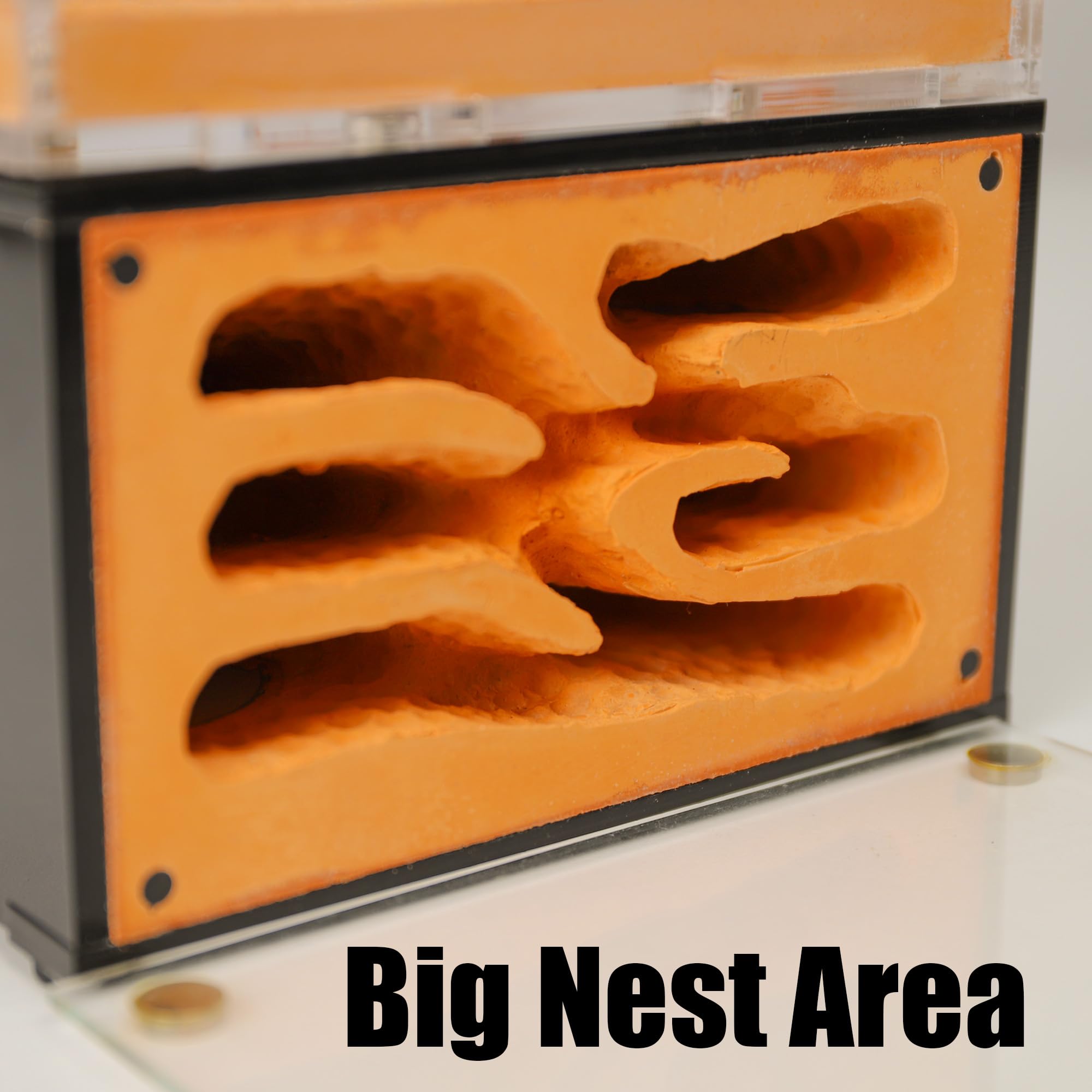 Snapklik.com : Ant Farm House For Adults - Two Floor Formicarium For ...