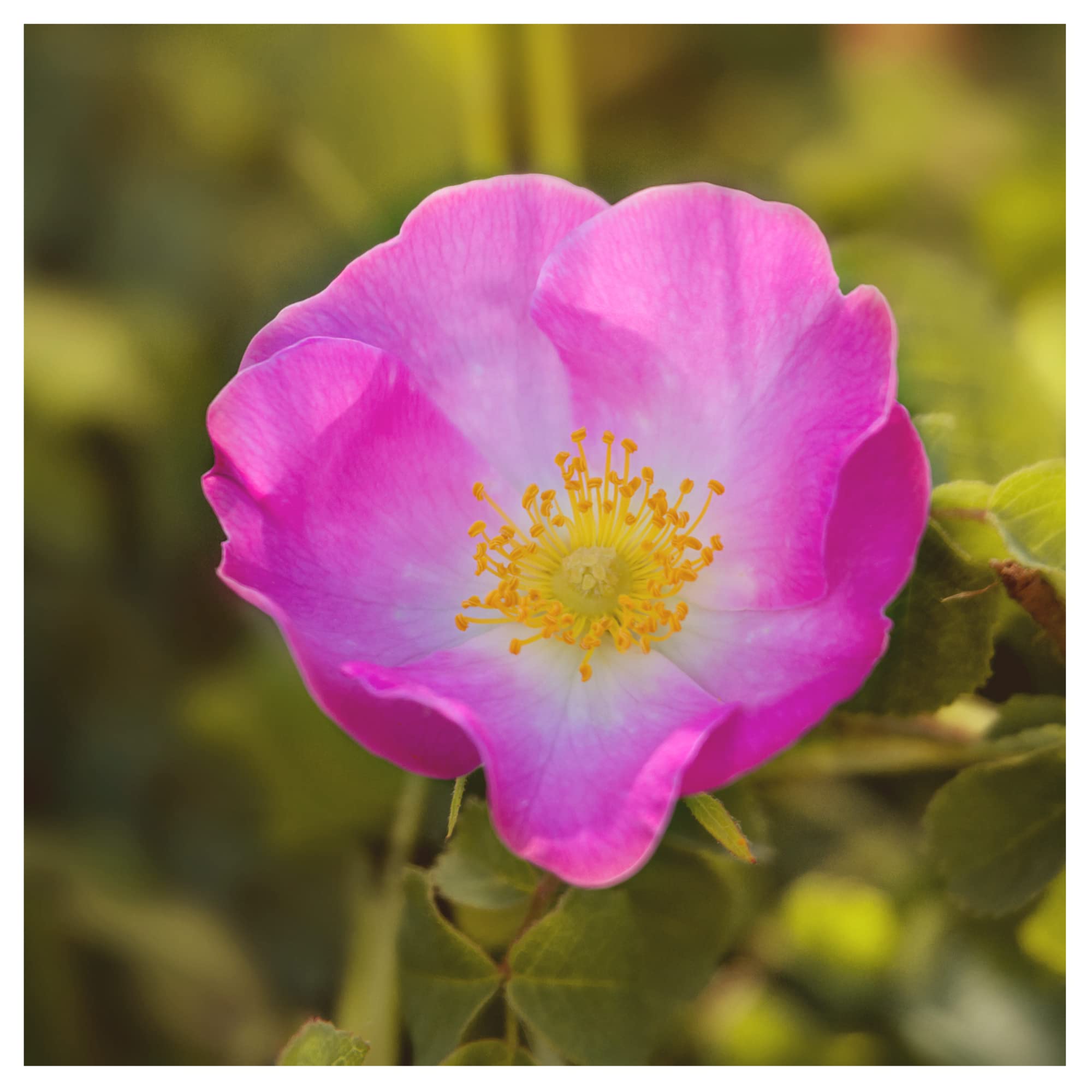Briar Rose Flower
