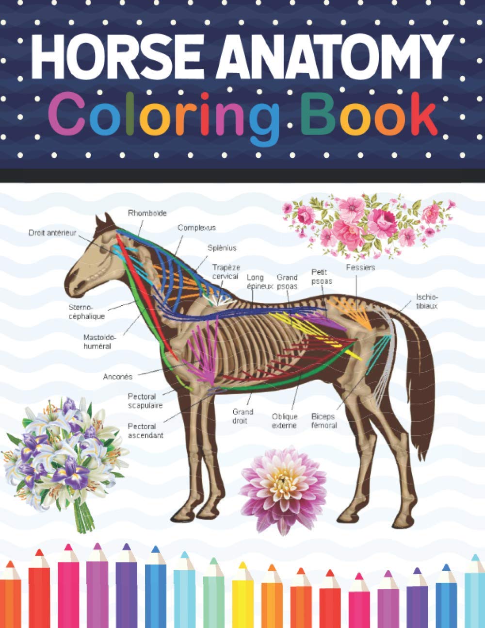 Buy Horse Anatomy Coloring Book: Introduction to Veterinary Anatomy and ...