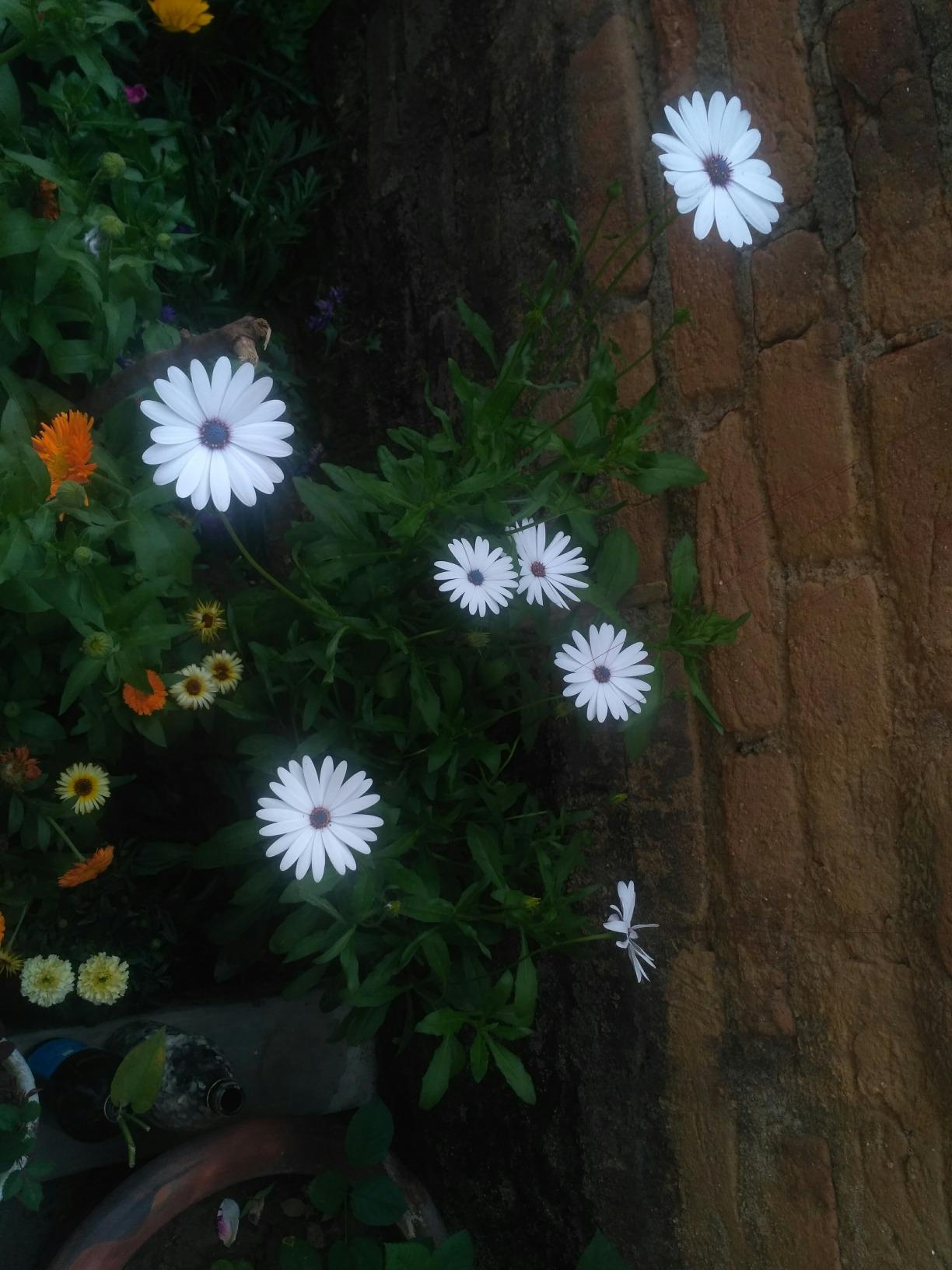 Dimorphotheca White Flower Seeds (Pack of 30 Seeds) : Amazon.in: Garden ...
