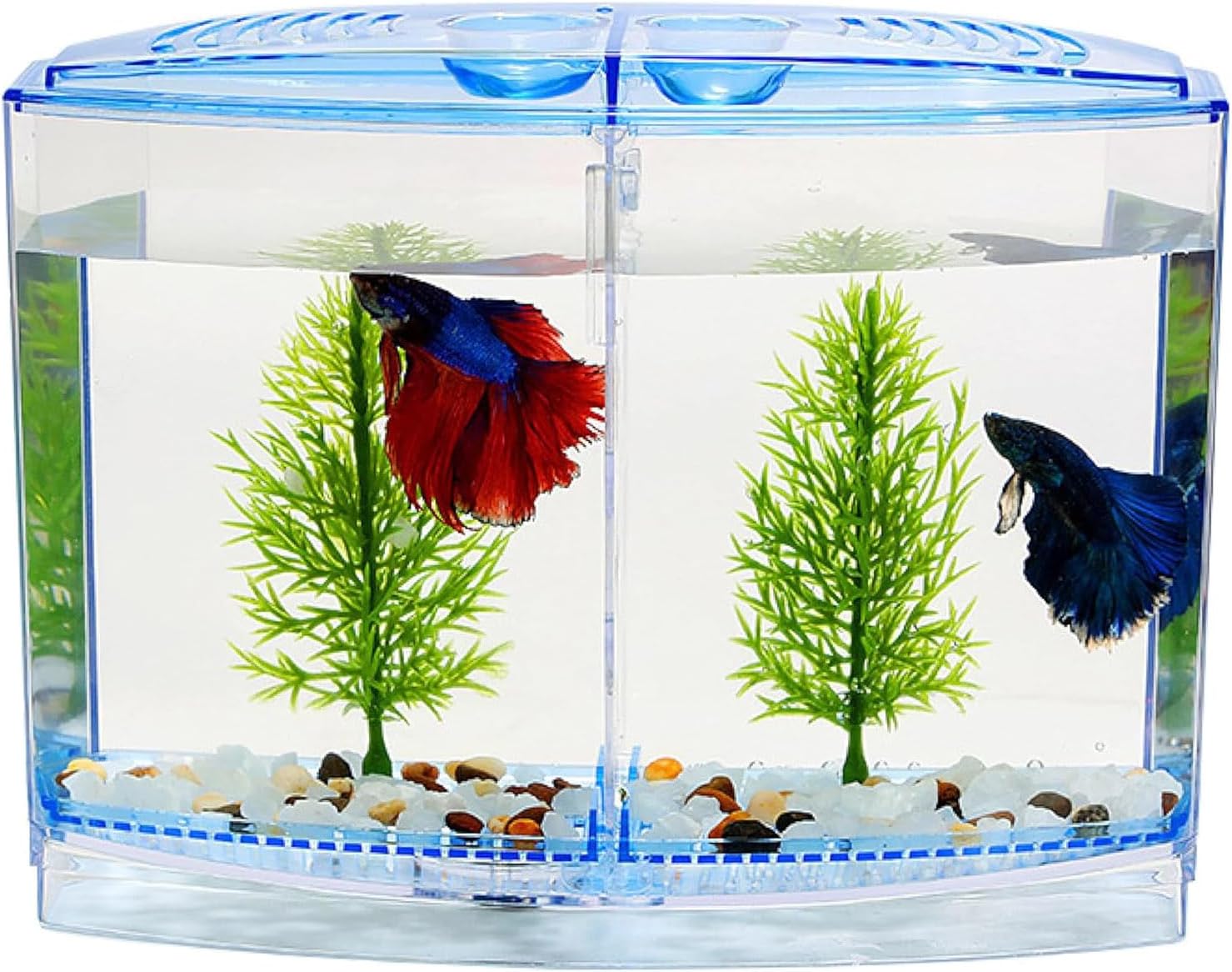 Animaux Betta Fish Tank with 2 compartments | Fighter Fish Tank with ...