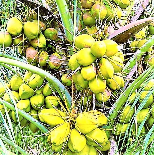 NATURE WORLD PREMIUM BIG SIZE BONDA COCONUT HEALTHY LIVE PLANT : Amazon ...