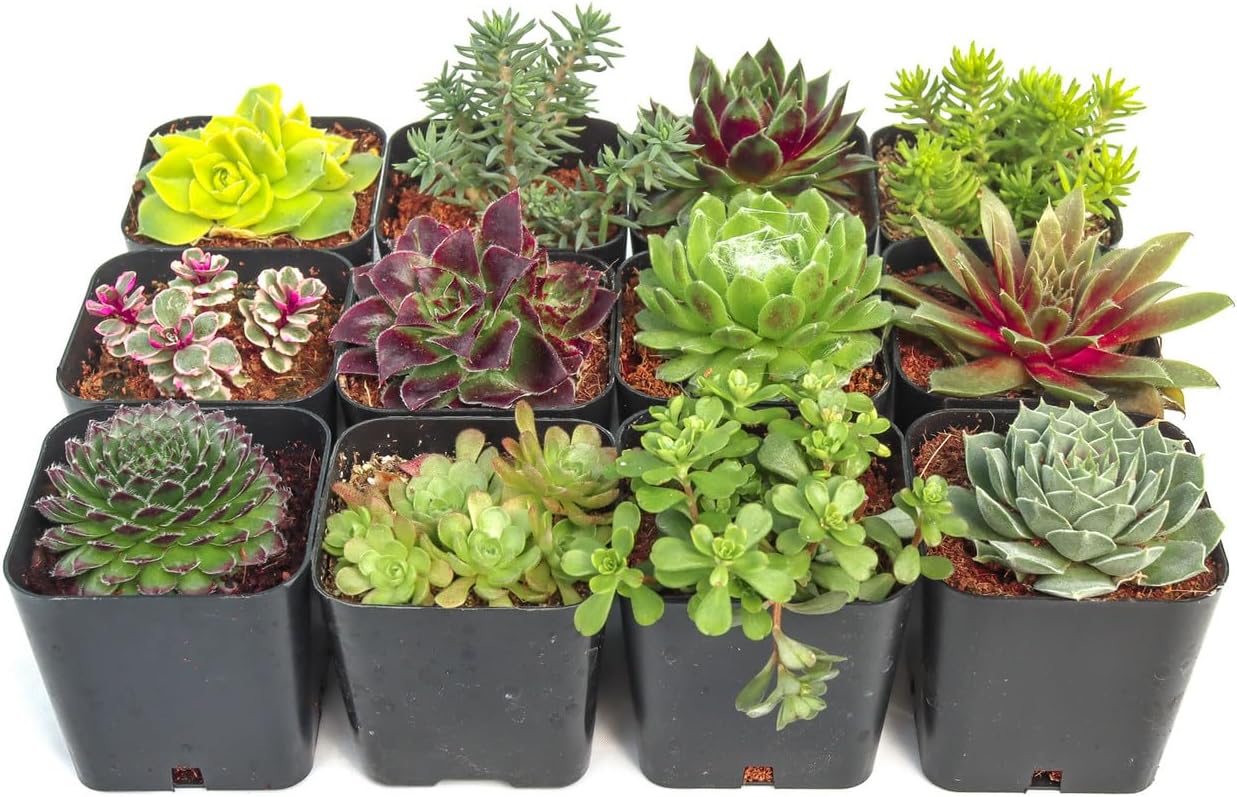 Amazon.com : Mountain Crest Gardens Hardy Succulent Variety Pack - 12 ...