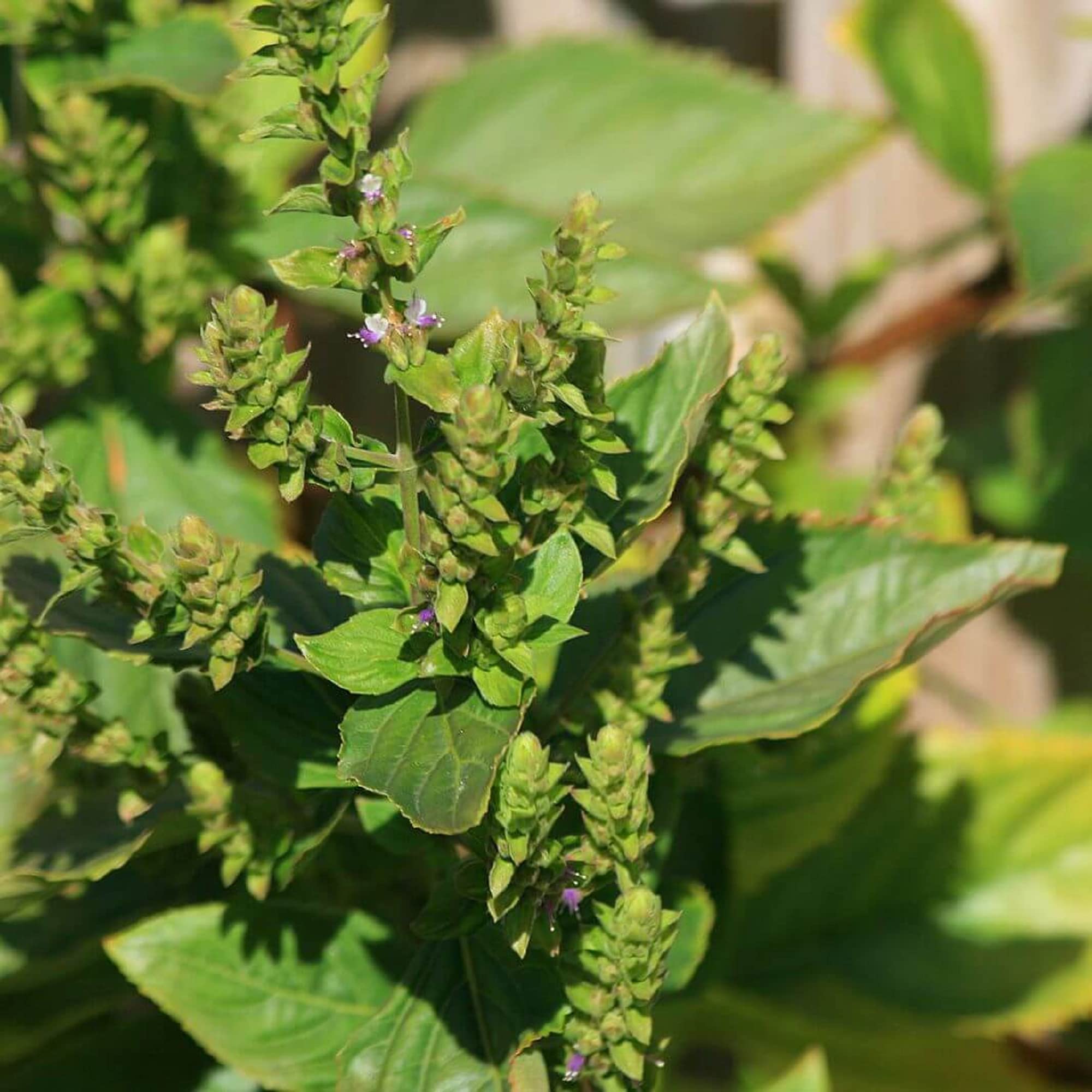 Amazon.com : CHUXAY GARDEN Pogostemon Cablin Seed 5 Seeds Rare ...