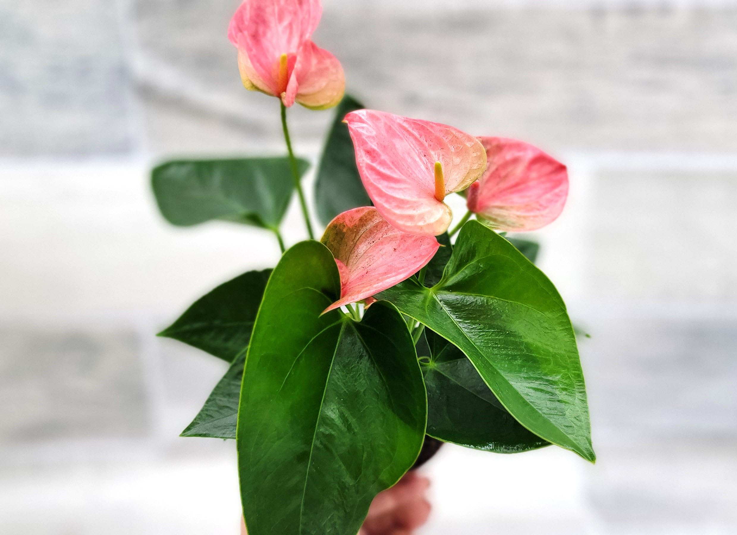 Amazon.com : Anthuriums Live Plants- Rare Anthurium Pink in 4-Inch Pot ...