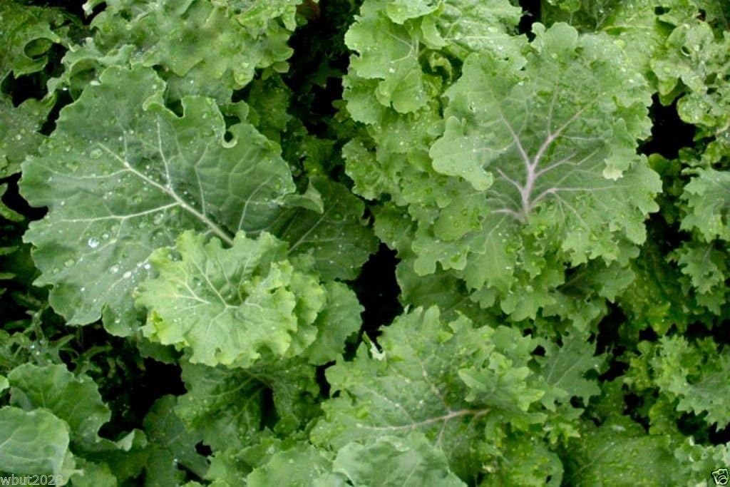 Amazon.com : 1000 Seeds True Siberian Kale Seeds-entire Plant Can Be ...