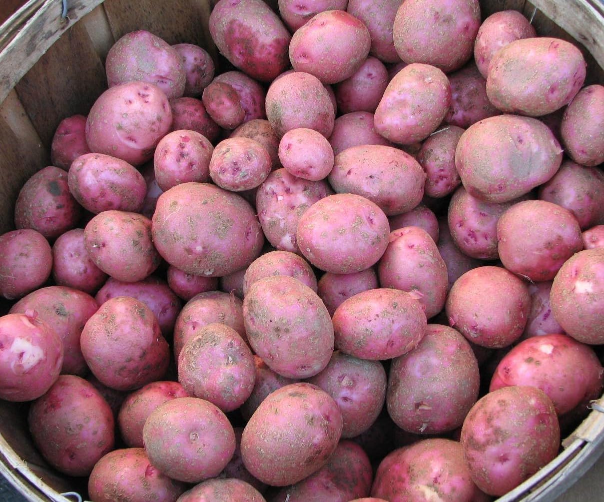 Potato Seed - Mozart - Excellent Table Quality Potato - Organic - 10 ...