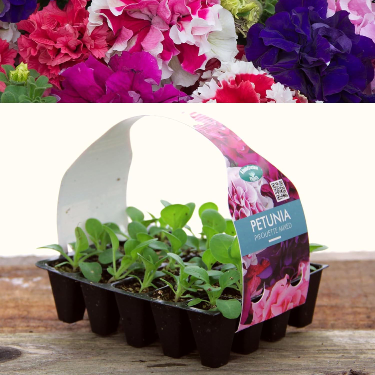 Plug Plants Petunia Pirouette Mix - 20 Plants Per Tray - Ready to Grow ...